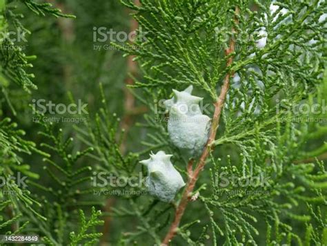 화창한 여름날에 푸른 단풍 사이에 나뭇 가지에 젊은 Thuja 콘 아로마 오일을위한 원료 재배 자연 환경에서 전통 의학을위한
