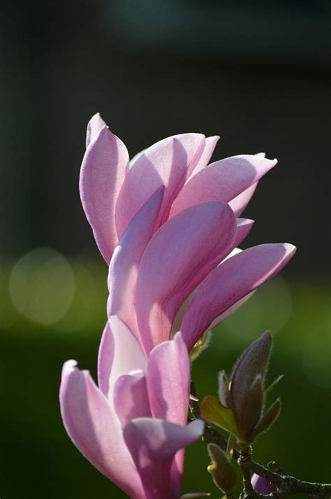 Magnolias Flower Pink Flowers Free Photo On Pixabay