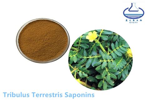 Tribulus Terrestris Extract Powder Protodioscin Cas 55056 80 9