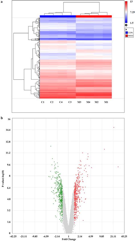 hierarchical cluster analysis and a volcano plot in a7r5 cells a after