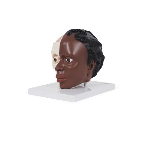 Head Model 2 Part Dark Skin 1024378 3b Scientific B371d