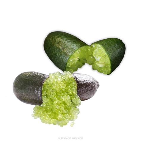 Casa Del Limon Comprar Limon Caviar La Casa Del Limon De Carolina Sl