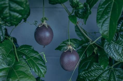 Premium Photo Close Up Of Passionfruit Hanging On Tree