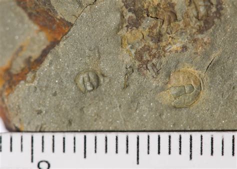Spence Shale Idaho Fossils Fossil Hunting Trips The Fossil Forum