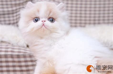 猫主动爬你身上暗示什么 多久认主人唯宠网