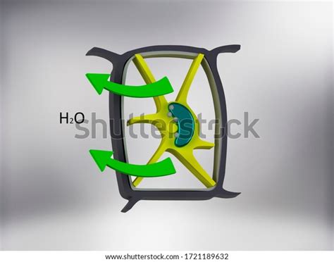 3d Illustration Hypertonic Plant Cell Stock Illustration 1721189632 Shutterstock
