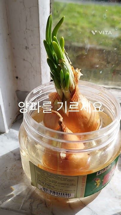 뉴질랜드 겨울 비싼 파를 먹는 꿀팁 뉴질랜드 오클랜드 Newzealand Youtube