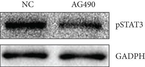 Stat3 Could Inactivate The Transcription Of Mir 1254 A The Classic