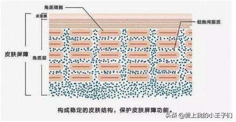 肌膚受損，如何修復皮膚屏障功能？ 每日頭條