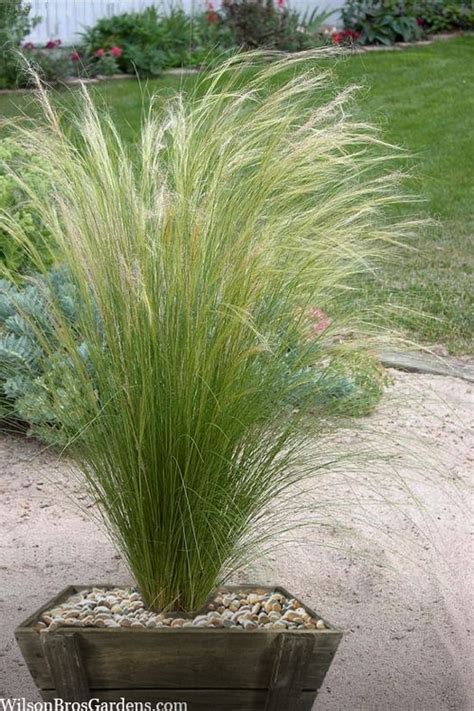 Stipa Tenuissima Mexican Feather Grass