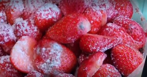 줄서서 먹는 성심당 ‘딸기시루서 곰팡이…판매 조기 중단