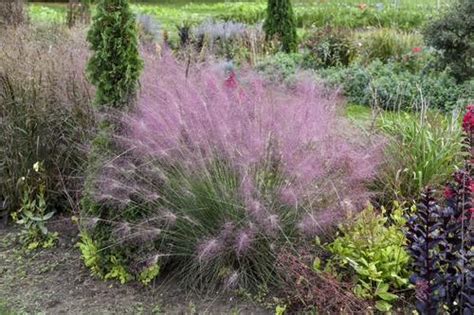 Pink Muhly Grass Muhlenbergia Reverchonii Undaunted® From Growing Colors