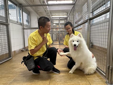 啟德西摩犬困豪宅天台惹議 愛協：狗主決定棄養 已接走初步觀察健康 星島日報