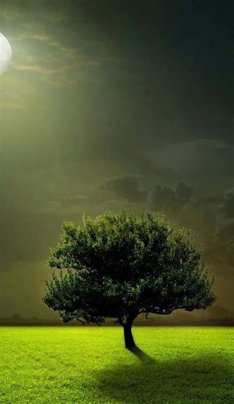 Download Green Tree Proper Portrait Wallpaper Wallpapers Com