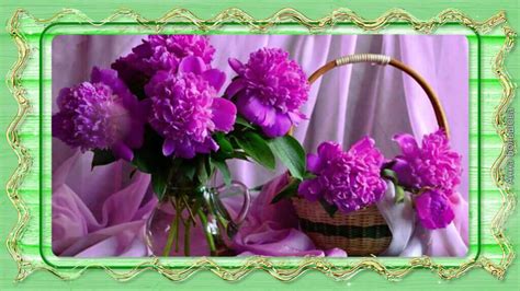 Пожелания на день рождения женщины Видео поздравление Фиолетовые пионы Пионы Цветы