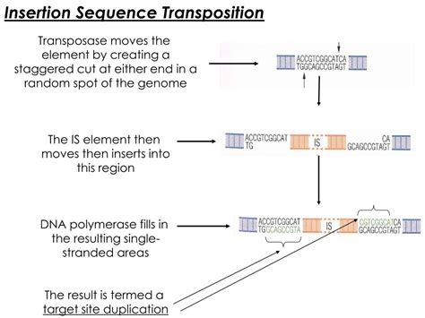 Ppt Transposable Genetic Elements Powerpoint Presentation Free Download Id3515078
