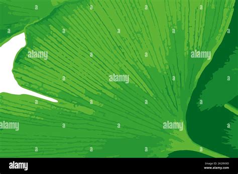 Ginkgo Biloba Commonly Known As Ginkgo Or Gingko Also Known As The