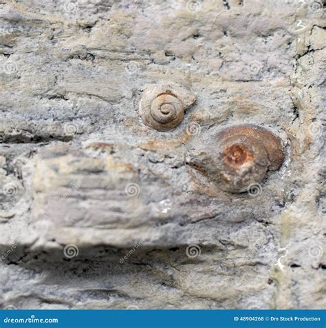 Fossil Snails Stock Photo Image Of Background Geology 48904268