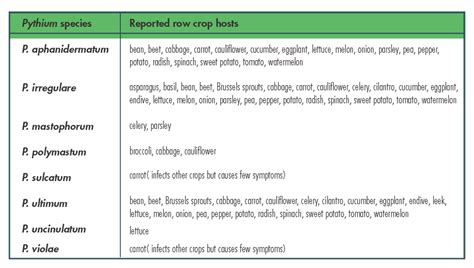 A Review Of Pythium Diseases In Row Crops Progressive Crop Consultant