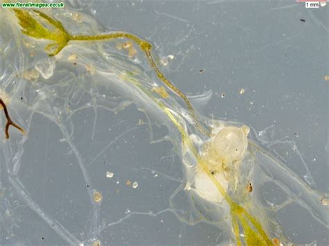 Chara Aspera Picture 1 Of 3