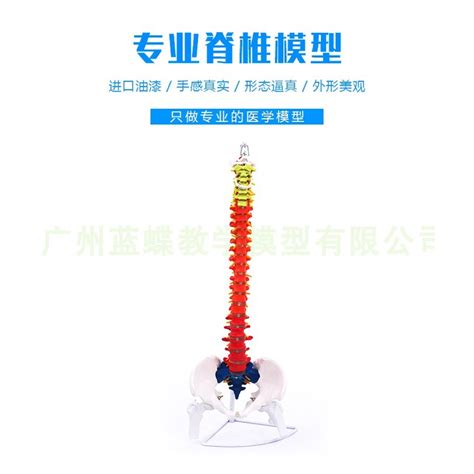 繁星優選醫學人體脊柱脊椎腰椎頸椎胸椎按摩骨科骨骼骨架模型 頸椎模型 蝦皮購物