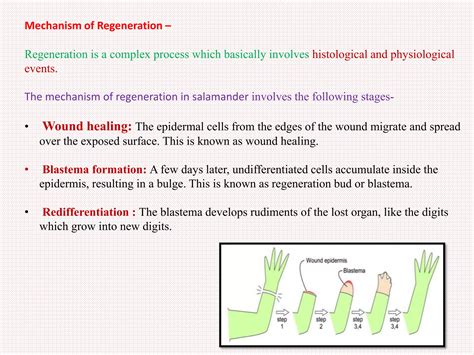 Regeneration Types Of Regenerationinvertebratesandvertebrates Sp