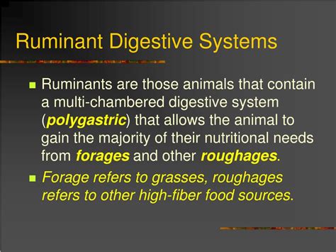Ppt The Ruminant Digestive System Powerpoint Presentation Free