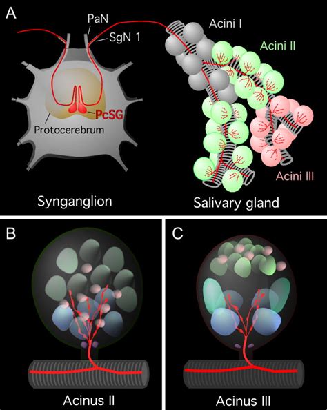 A Simplified Schematic Diagram Showing The Axonal Projection From The Download Scientific