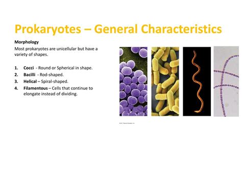 Ppt Exploring Prokaryotes Structures And Diversity Powerpoint Presentation Id 2129381