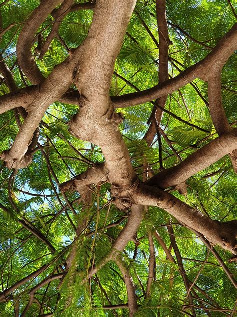 Tree Green Trunk Free Photo On Pixabay Pixabay