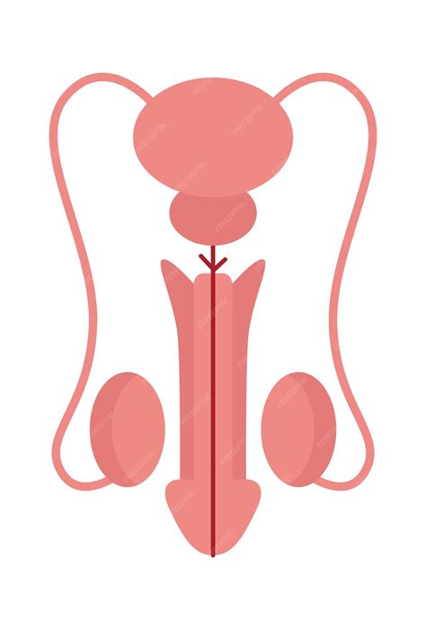남성 생식 기관 벡터 일러스트 레이 션 프리미엄 벡터