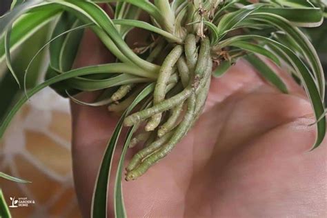 All About Spider Plant Roots Thick Swollen And Tubers Smart