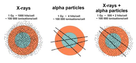Monte Carlo Simulations Of Cell Response To DNA Damage Of Various