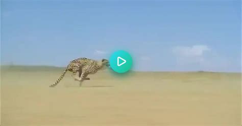 A Cheetah Running At Full Speed Covers About 7m 23 Ft With Each