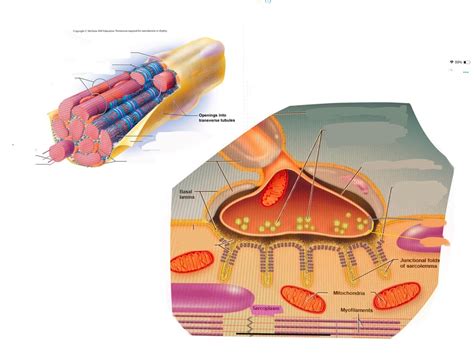 Neuromuscular Junction Diagram Quizlet