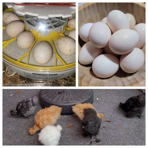 Silkie Bantam Chicken Eggs Fertilized For Hatching Organic Home Grown