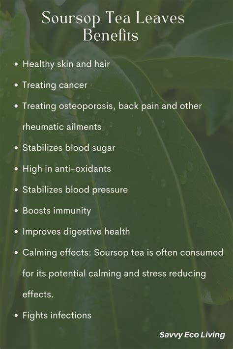 Soursop Tea Leaves Benefits Digestive Health Natural Remedies Health