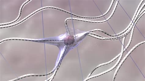 Fibroblast 3d Rendered Illustration Stock Illustration Illustration