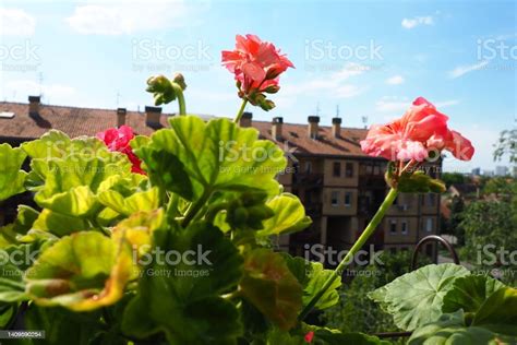 창턱에 분홍색 영역 제라늄 Pelargonium Peltatum은 일반적인 이름 Pelargonium Grandiflorum으로