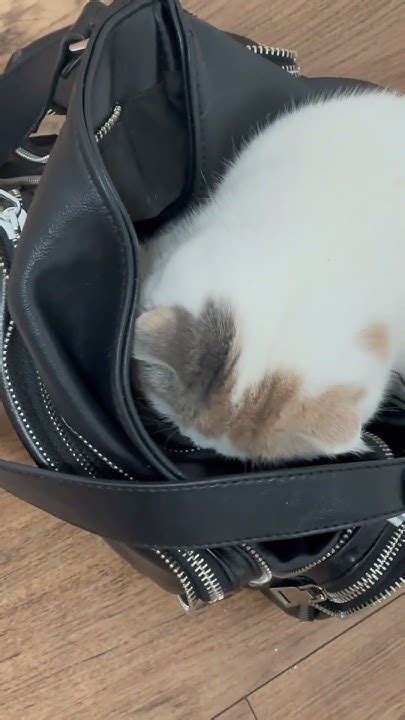 너도 엄마랑 출근하게 출근 못하게 하는 주인님 Cat 냥이 고양이 먼치킨 고양이일상 집사 출근준비 Shorts