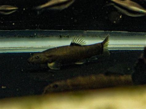 Barred Loach Nemacheilus Fasciatus Dans Fish