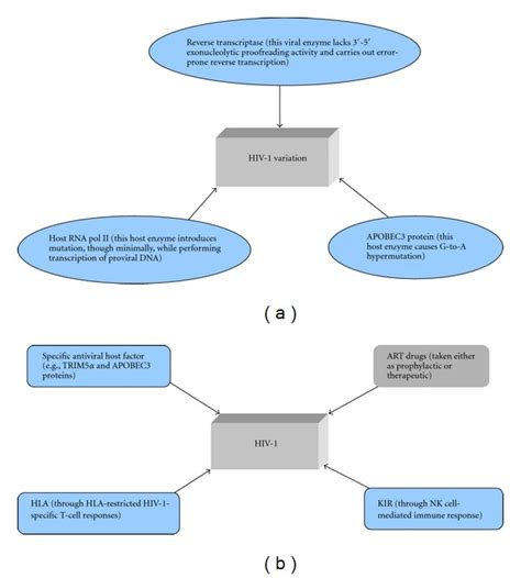 A Error Causing Machinery Involved In Hiv 1 Mutagenesis B A Download Scientific Diagram