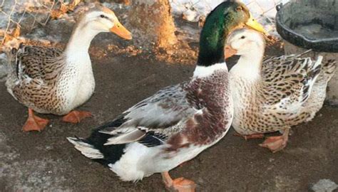 Rouen Duck Breed Everything You Need To Know