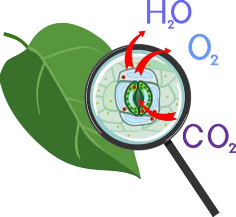 Leaf Stomata Labeled