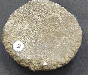 Science Olympiad Fossils Flashcards Quizlet