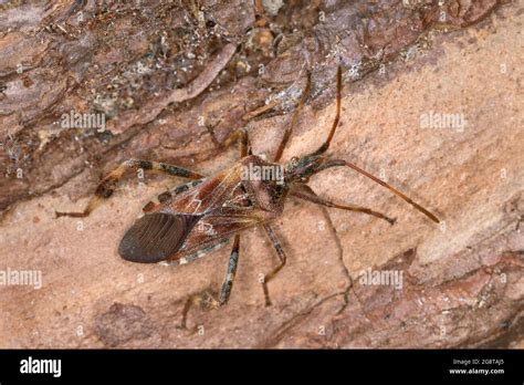 Western Conifer Seed Bug Leptoglossus Occidentalis Sits On Pine