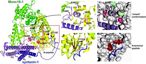 Structure Of The Munc Syntaxin Complex Burkhardt Et Al
