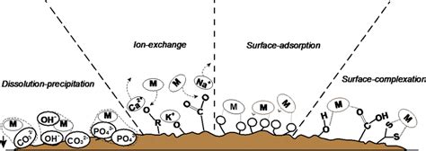 The Surface Of Adsorbents With Multiple Actions Including Download Scientific Diagram