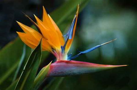 Ý Nghĩa Hoa Thiên Điểu Loài Chim Thiên đường Bird Of Panadise