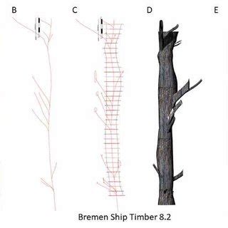An Example Of The Reconstruction Of A Tree S Morphology From A Plank Download Scientific